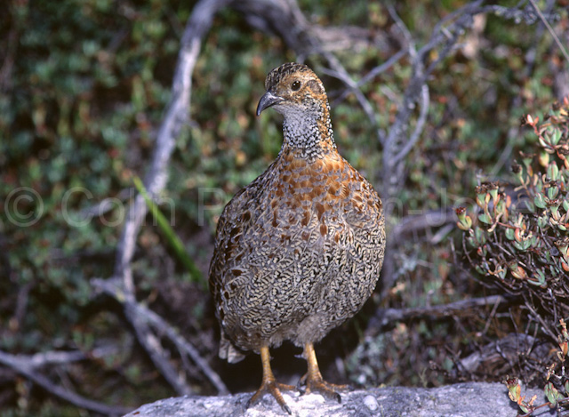 Grey winged francolin - Alchetron, The Free Social Encyclopedia